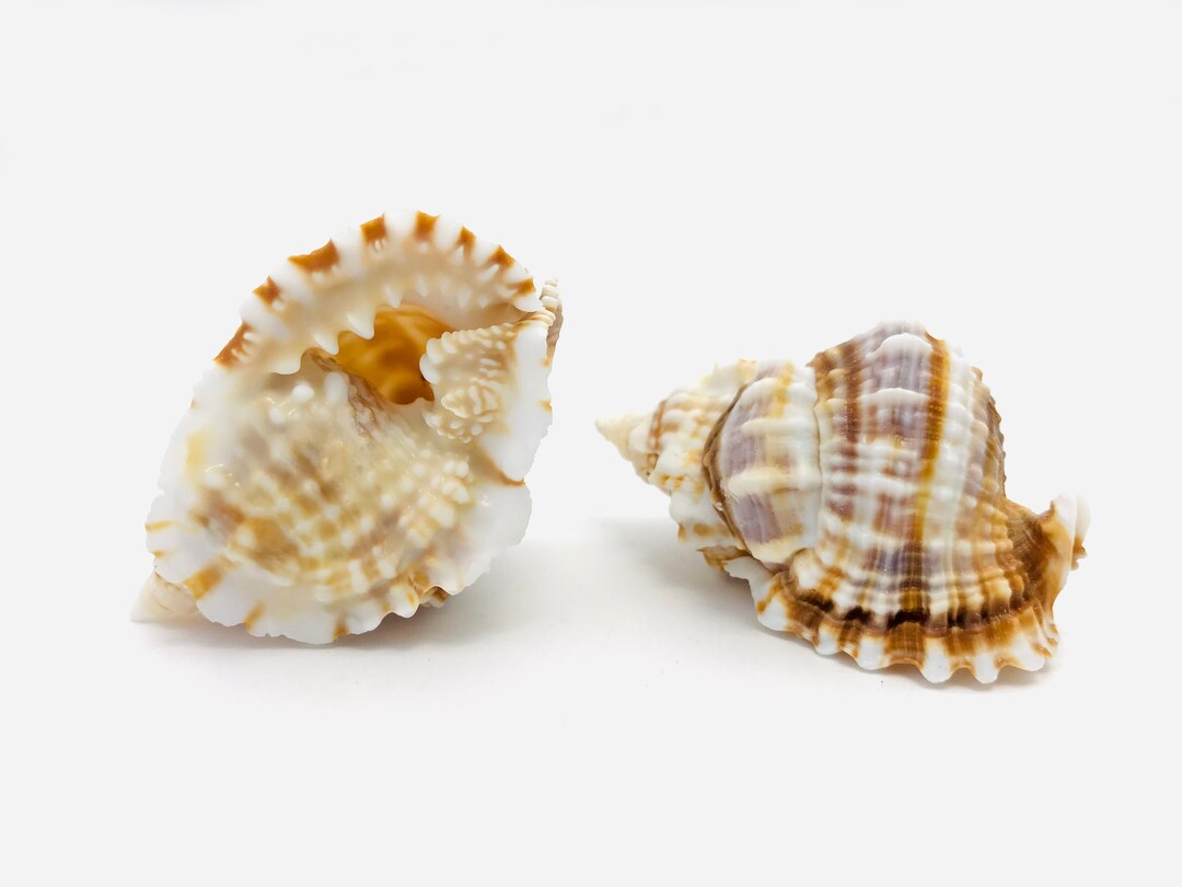 Distorsio Anus, Shell, Small Shell, Curiosity Cabinet, Collectible ...