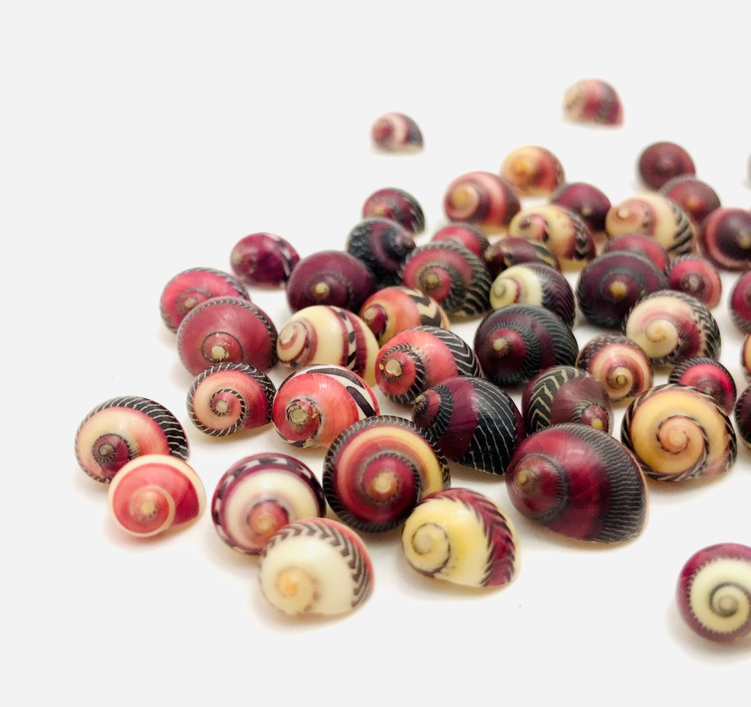 Vittina Waigiensis, Small Red Shell, Collectible Shell, Curiosity ...