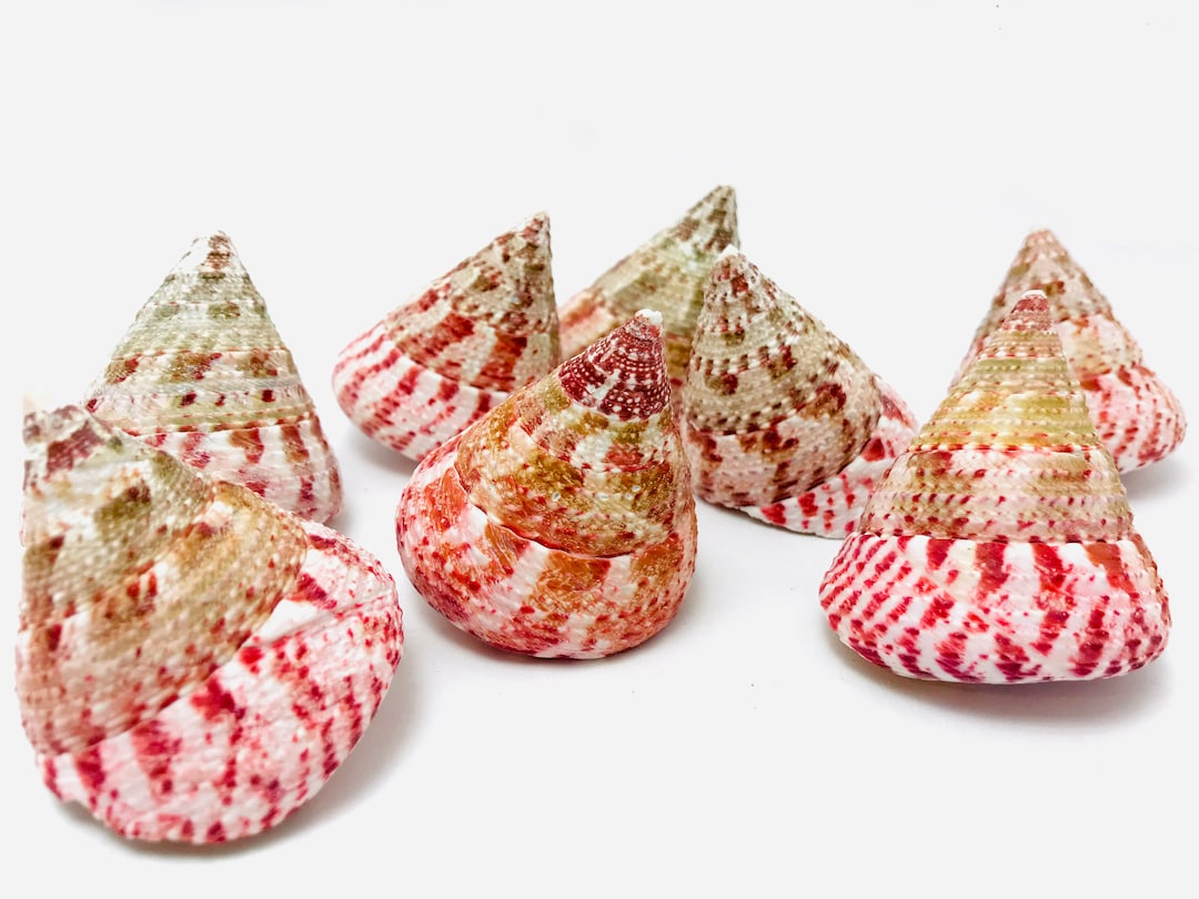 Spiral Red Shell, Trochus, Curiosity Cabinet, Pink Shell Collection ...