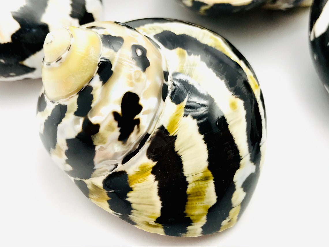 Cittarium, coquillage nacré, coquillage blanc, coquillage noir, cabinet ...