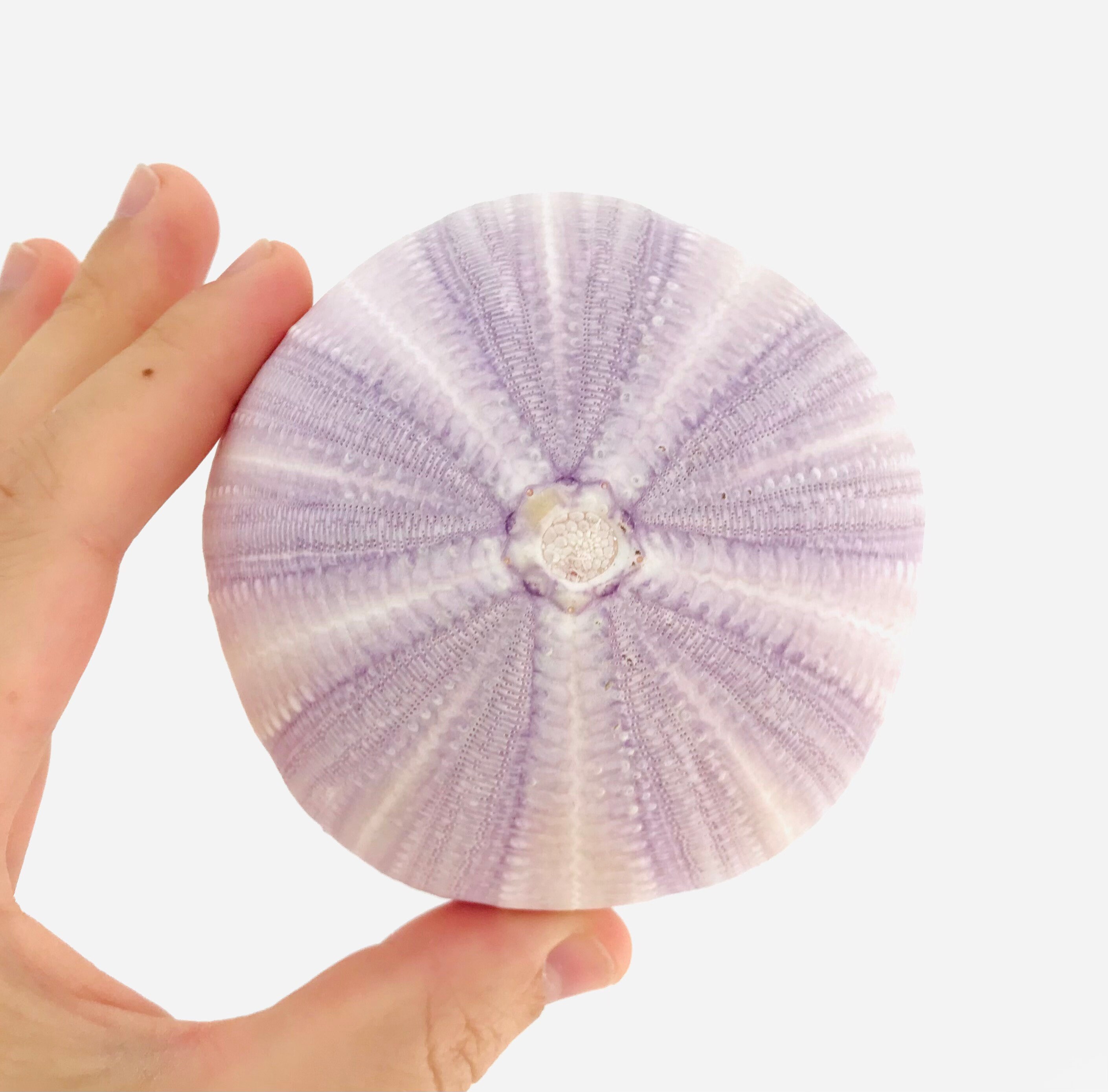 Purple Sea Urchin Shell