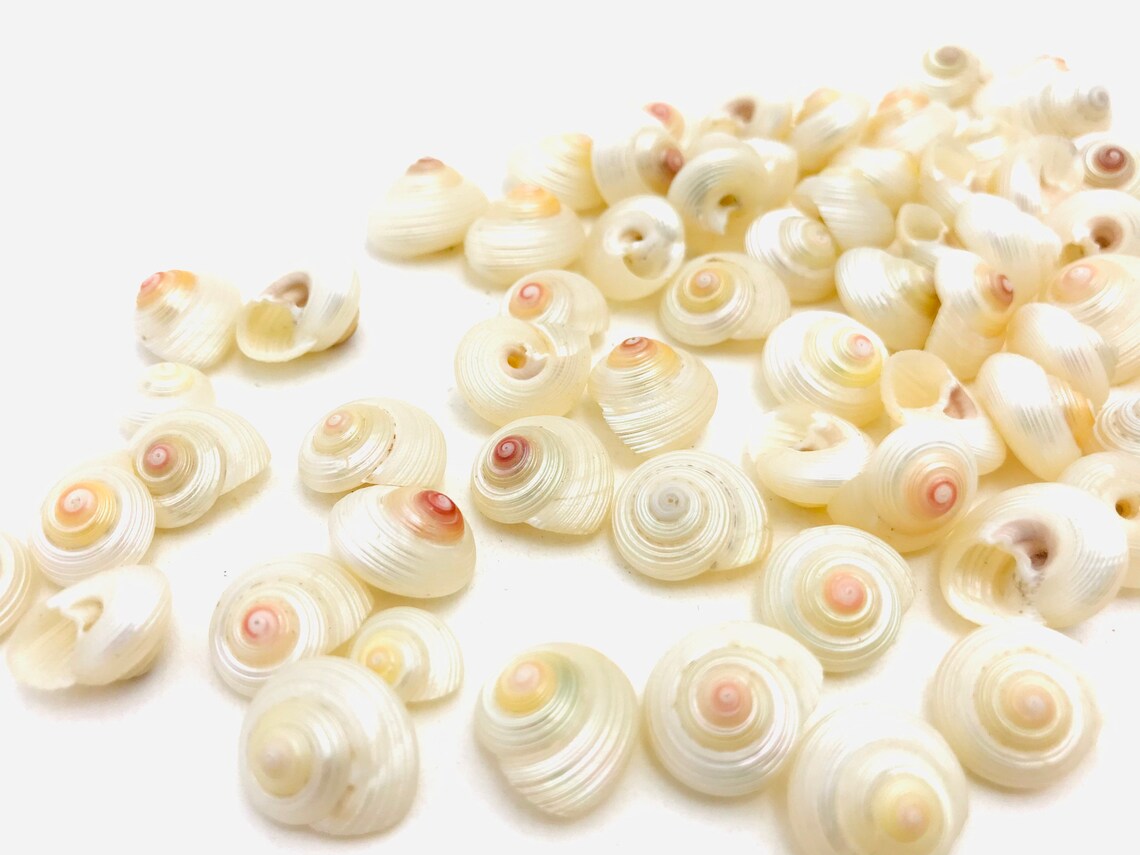 Small Pearly Shell Monilea White Shell Mini Shell Shell - Etsy