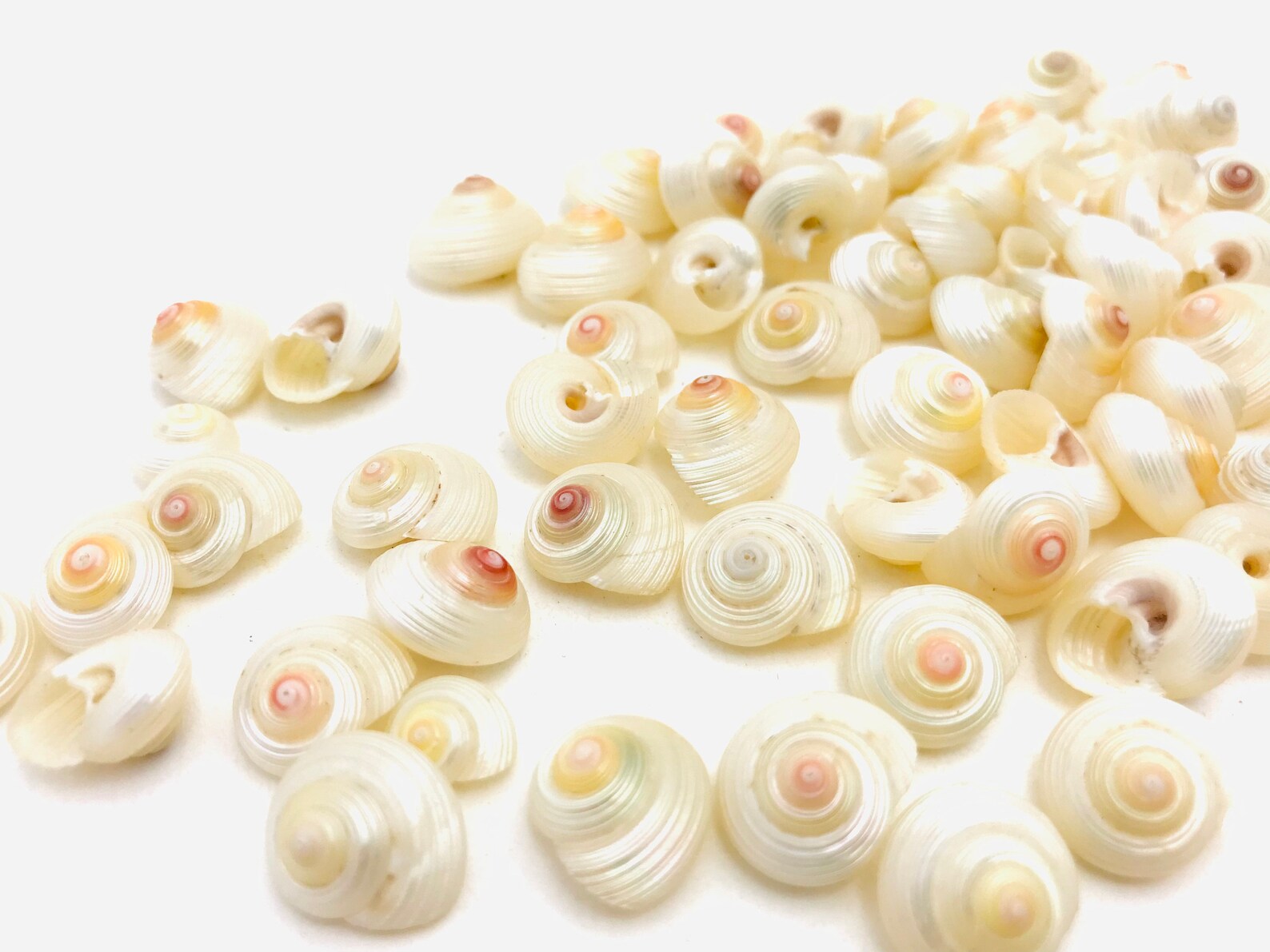 Small Pearly Shell Monilea White Shell Mini Shell Shell - Etsy