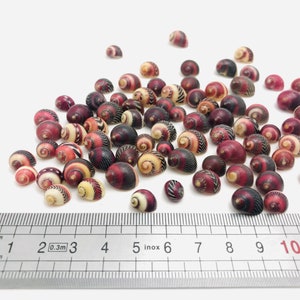 Vittina Waigiensis, Small Red Shell, Collection Shell, Curiosity ...