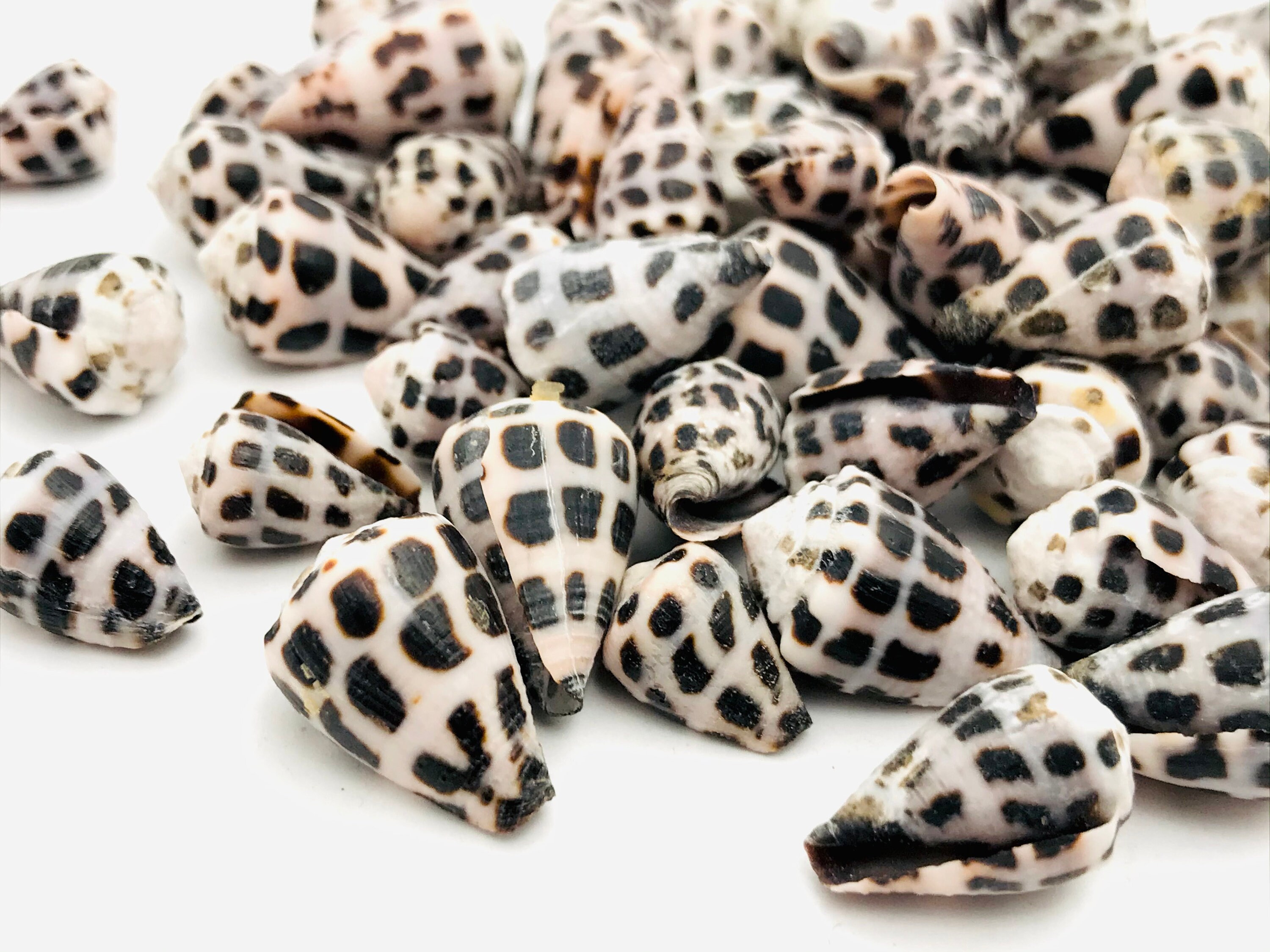 Conus ebraeus small shell white shell mini shell | Etsy