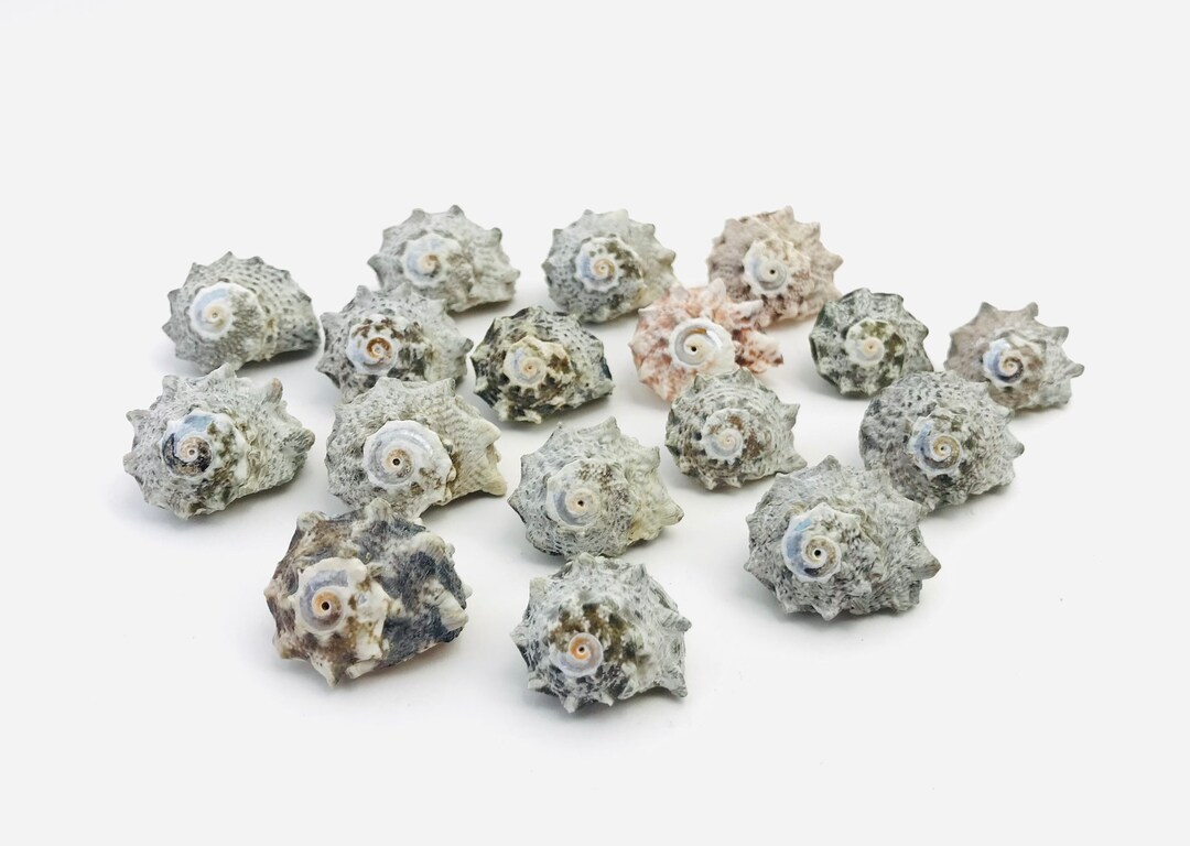 Small Gray Shells, Astrea, Curiosity Cabinet, Exotic Shell, Shell ...