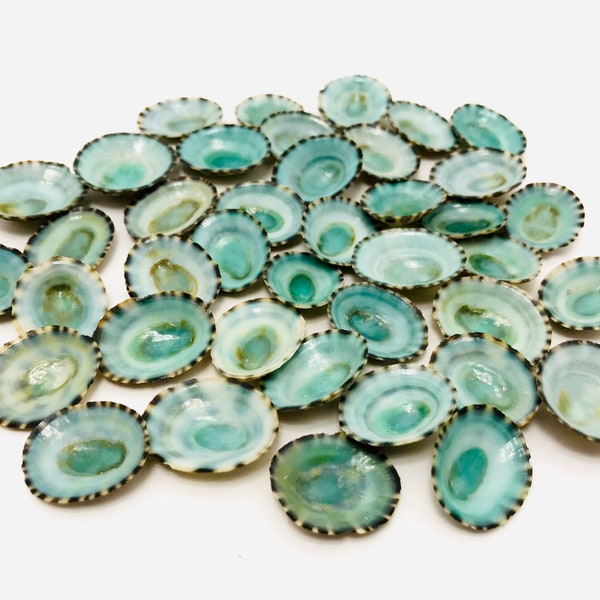 Green Limpet - Etsy