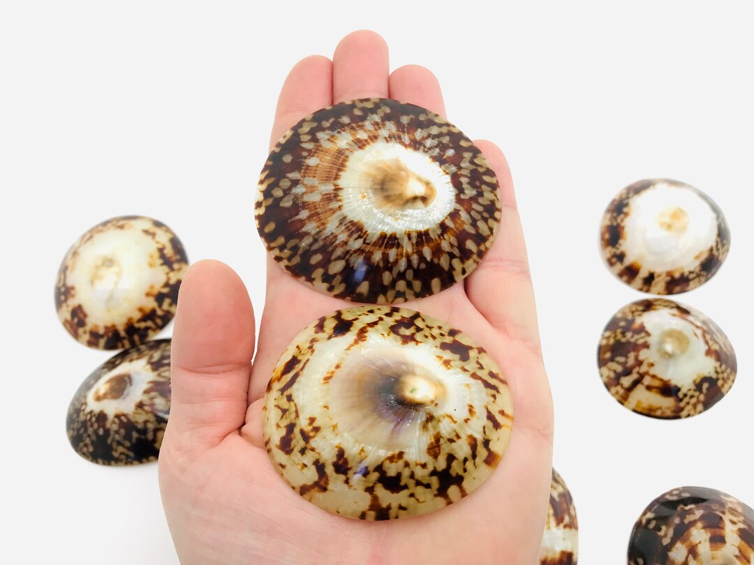 Polished Limpet, Cabinet of Curiosities, Giant Limpet, Tortoiseshell ...