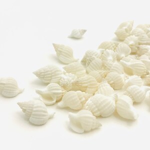 Small White Shell, Nassarius Reticulatus, Mini Shell, Shell Jewelry ...