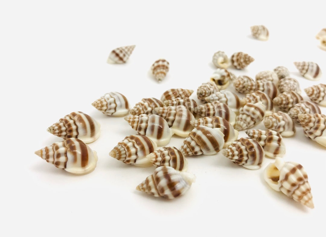 Nassarius, Small Shell, Curiosity Cabinet, Mini Shell, Shell for ...