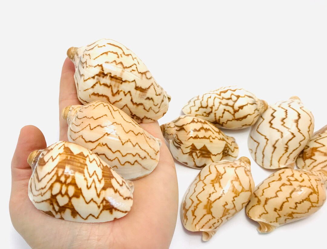 Cymbiola Nobilis, Shell, Curiosity Cabinet, Collection Shell, Zebra ...