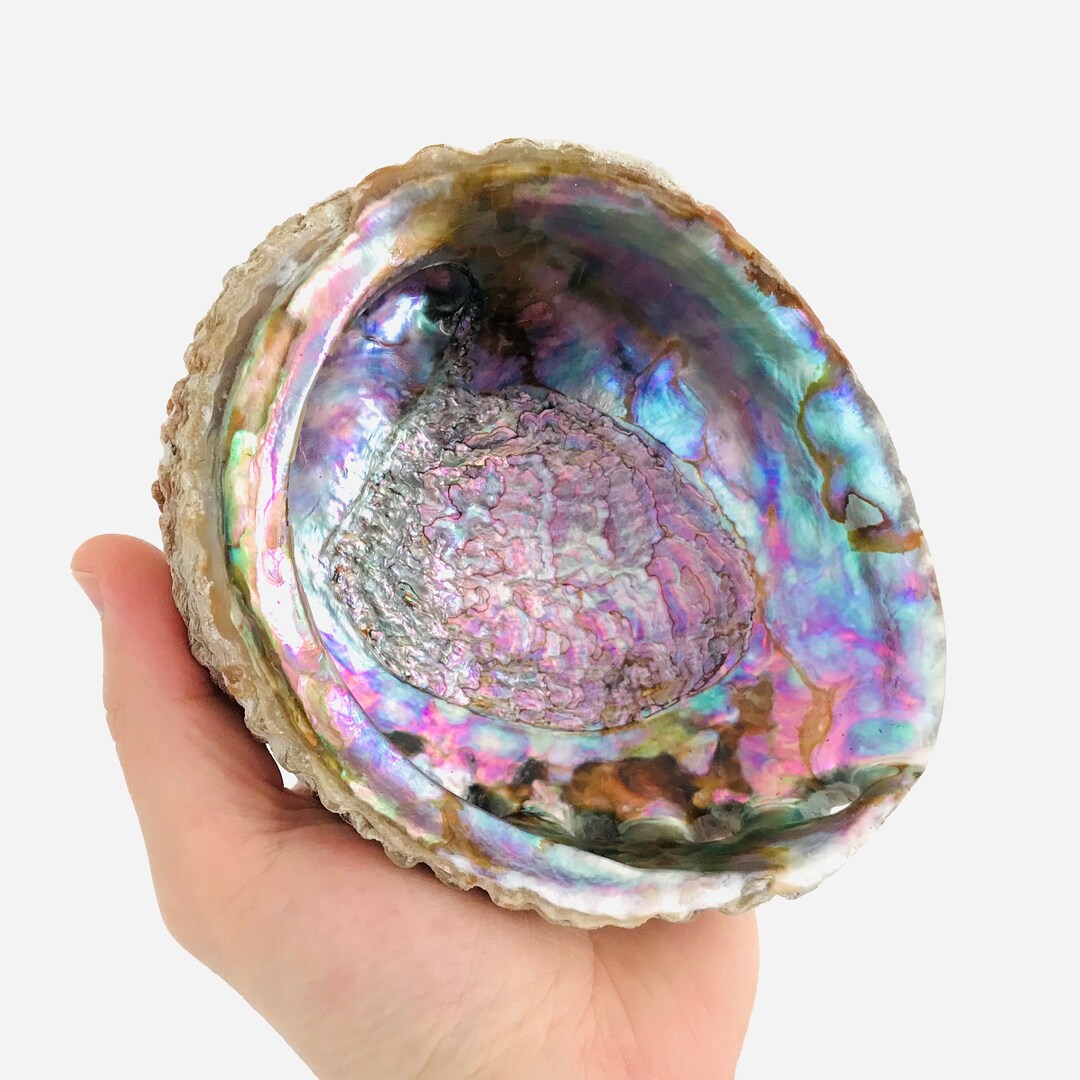 Large Pearly Shell, Haliotis, Abalone, Cabinet of Curiosities, Pink ...