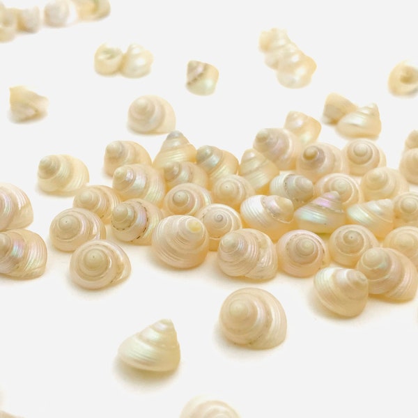 Trochus Shell - Etsy