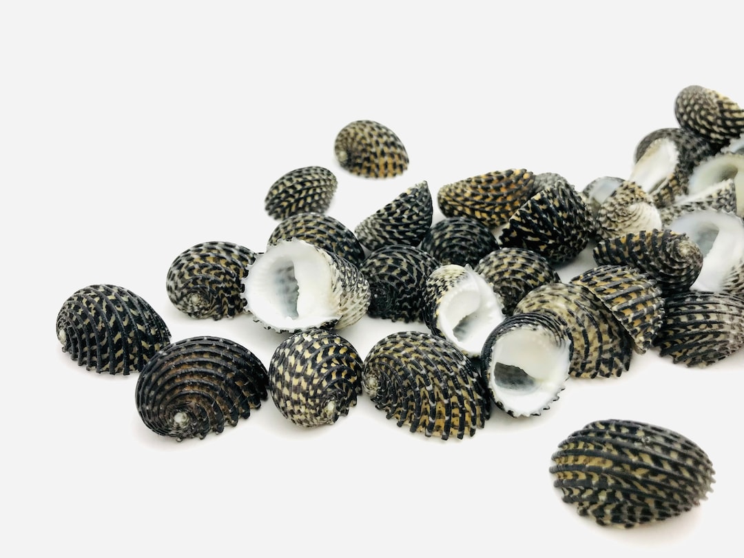 Nerita Exuvia, Small Black Shell, Cabinet of Curiosities, Shell ...