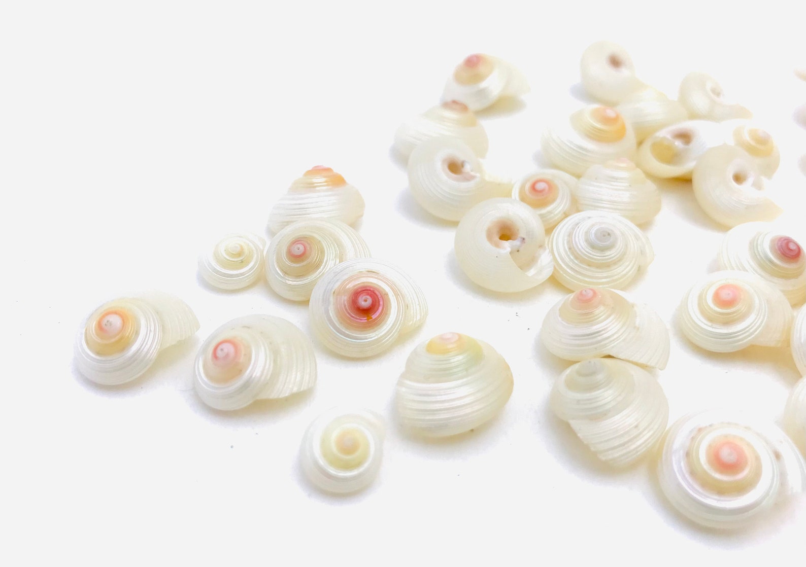 Small Pearly Shell Monilea White Shell Mini Shell Shell - Etsy