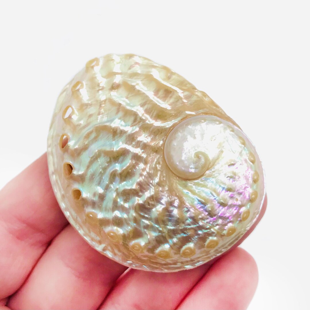 Abalone - Pearly Shell - Haliotis Ovina - Mother of Pearl - Cabinet of ...