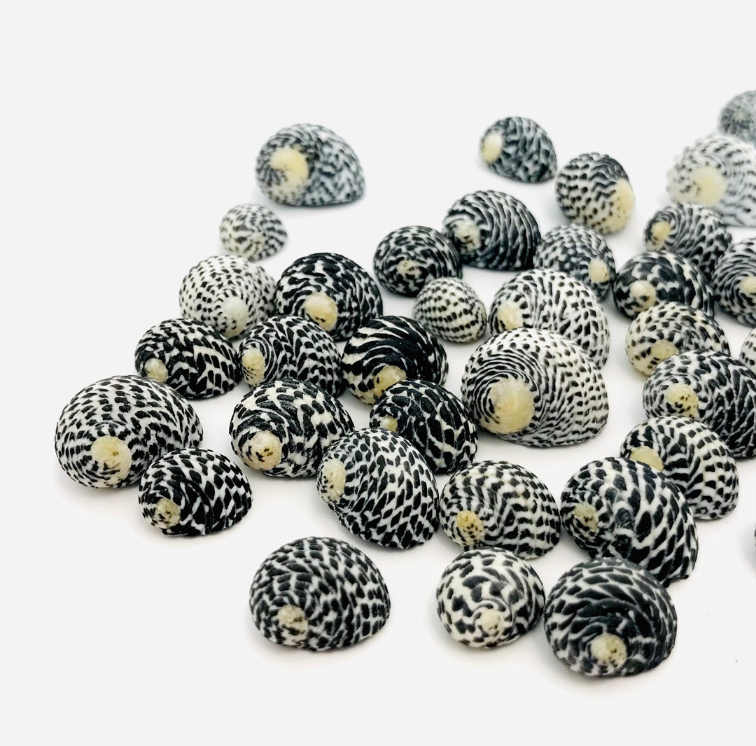 Nerita Tessellata, Small Black and White Shell, Mosaic Shell, Cabinet ...