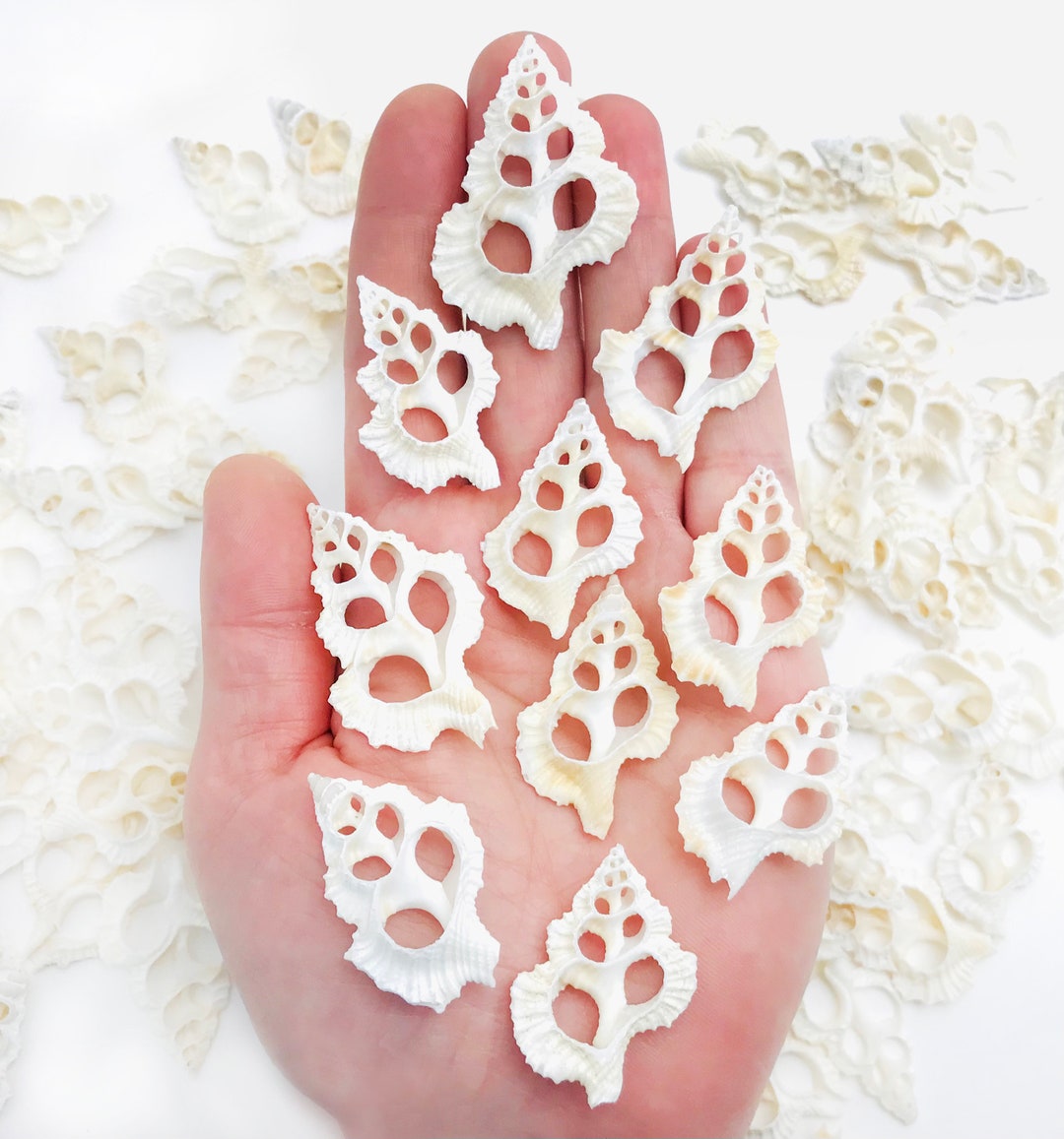 Shell Slice, X10, Biplex Perca, Artisanal White Shell, Shell Heart ...