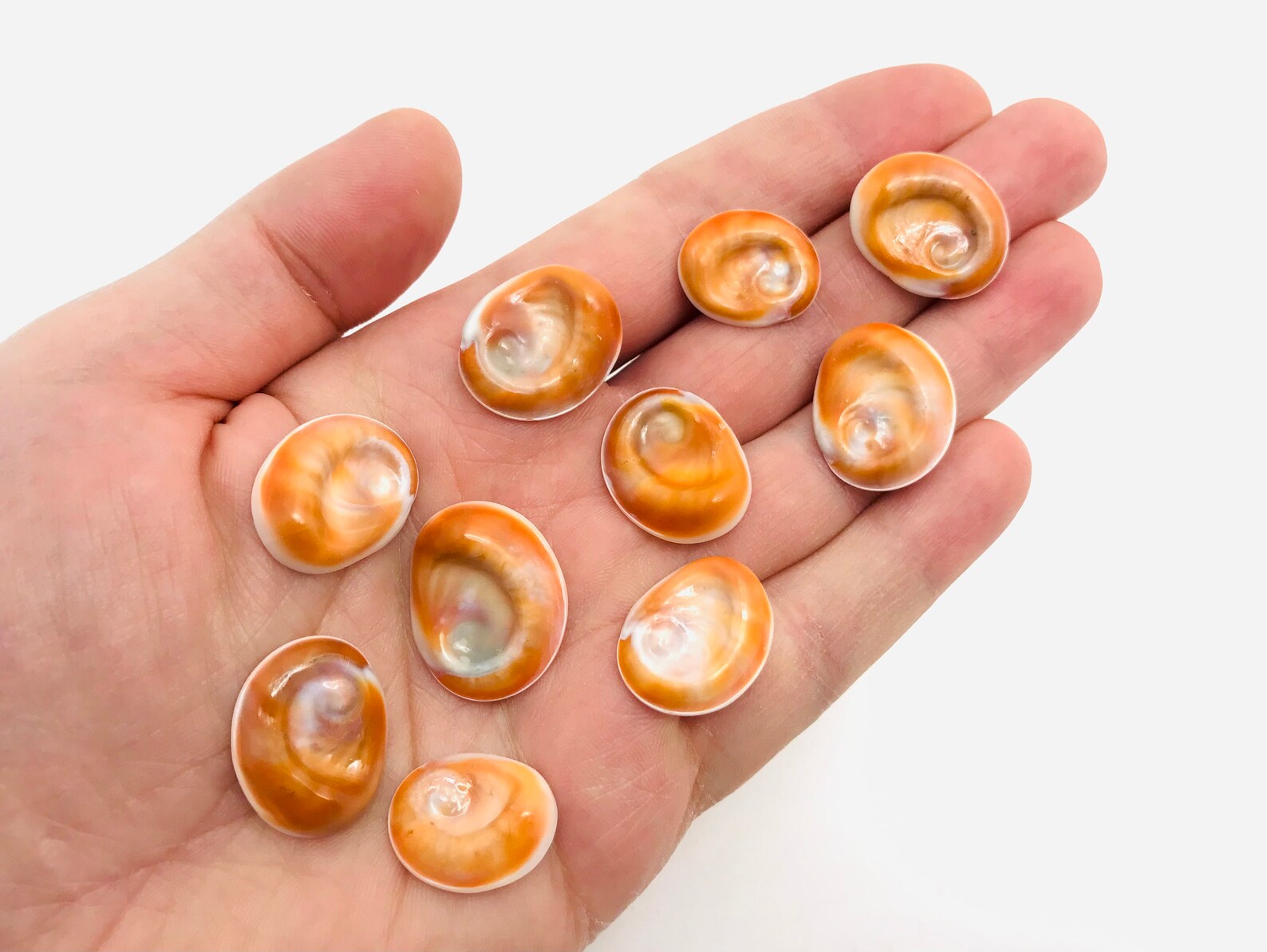 Eye of Saint Lucia Lot of 10 Saint Lucia Eyes Shell Shell - Etsy