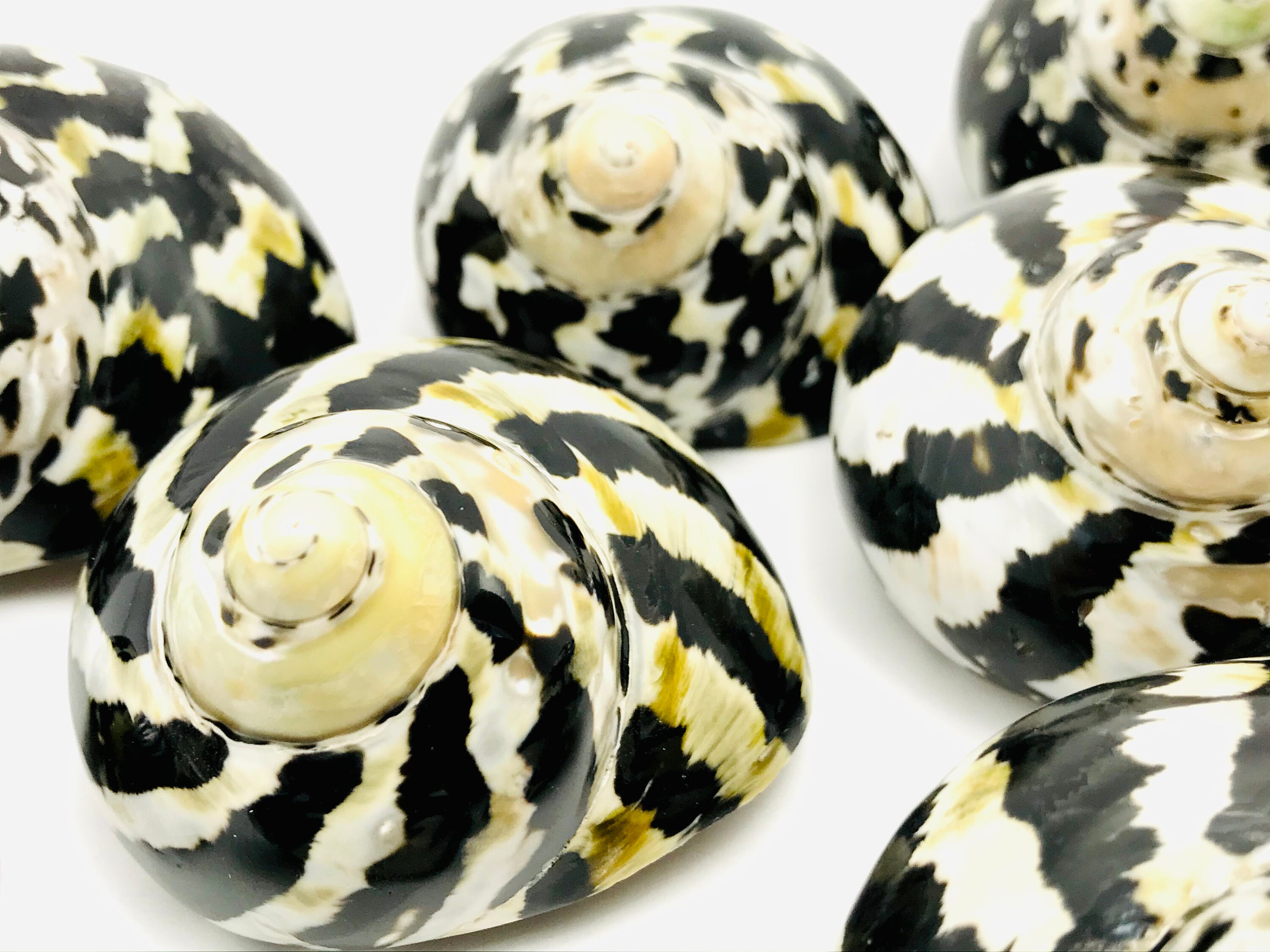 Cittarium, coquillage nacré, coquillage blanc, coquillage noir, cabinet ...