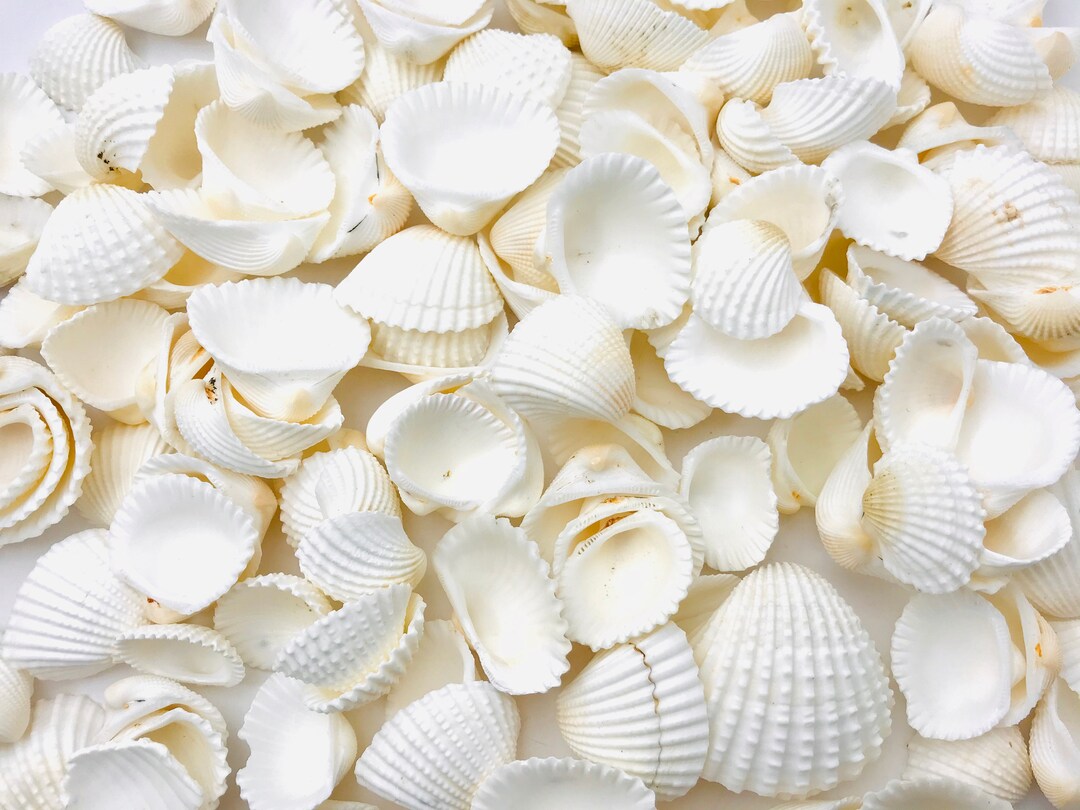 Shell 1 Kilo or 500 Gr, Cardium, White Shell, Bivalve, Roudoudou Shell ...