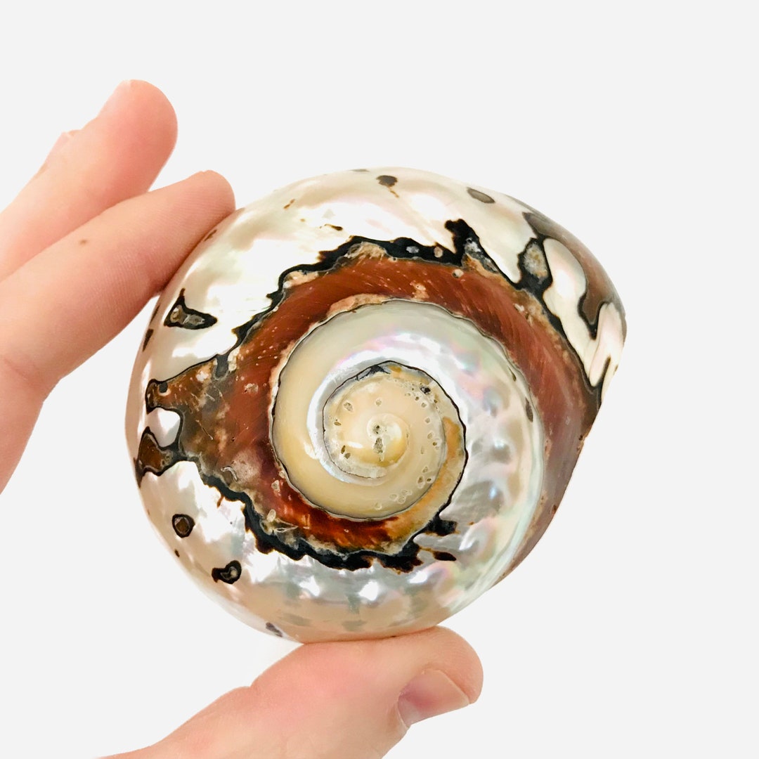 Turbo Sarmaticus, Shell, Large Shell, Mother-of-pearl, Pearly Shell ...