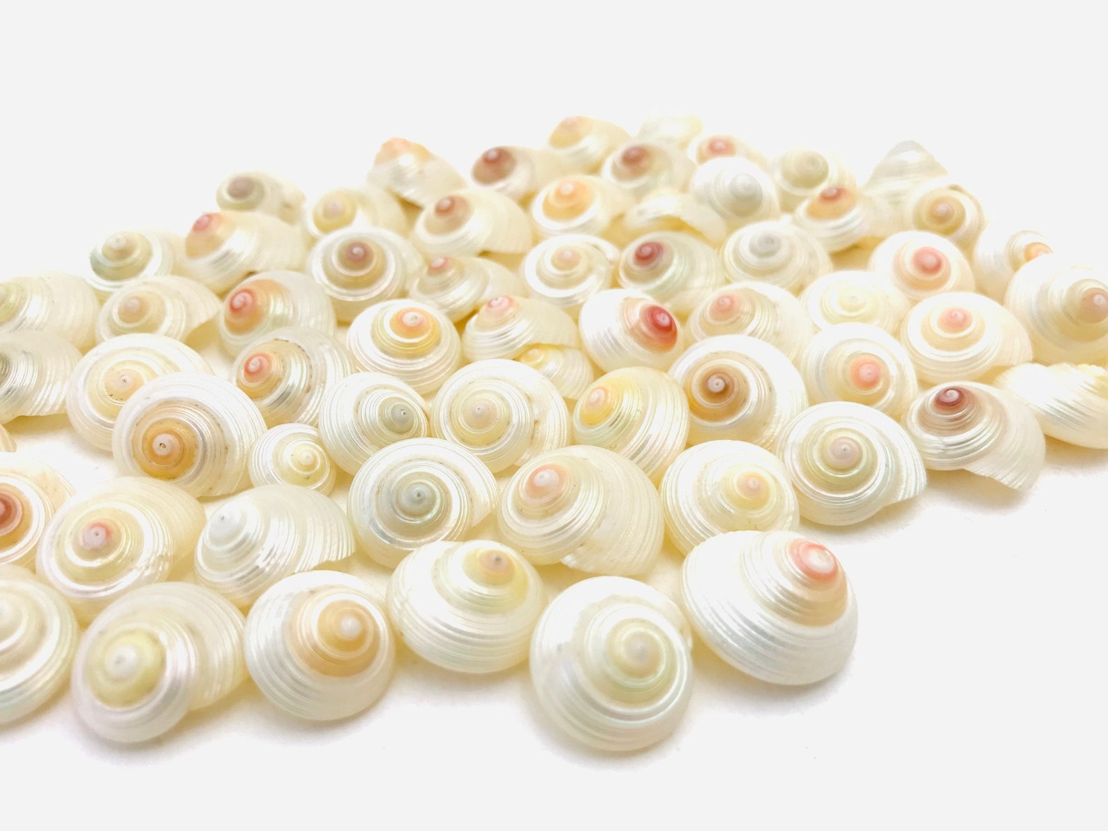 Small Pearly Shell Monilea White Shell Mini Shell Shell - Etsy