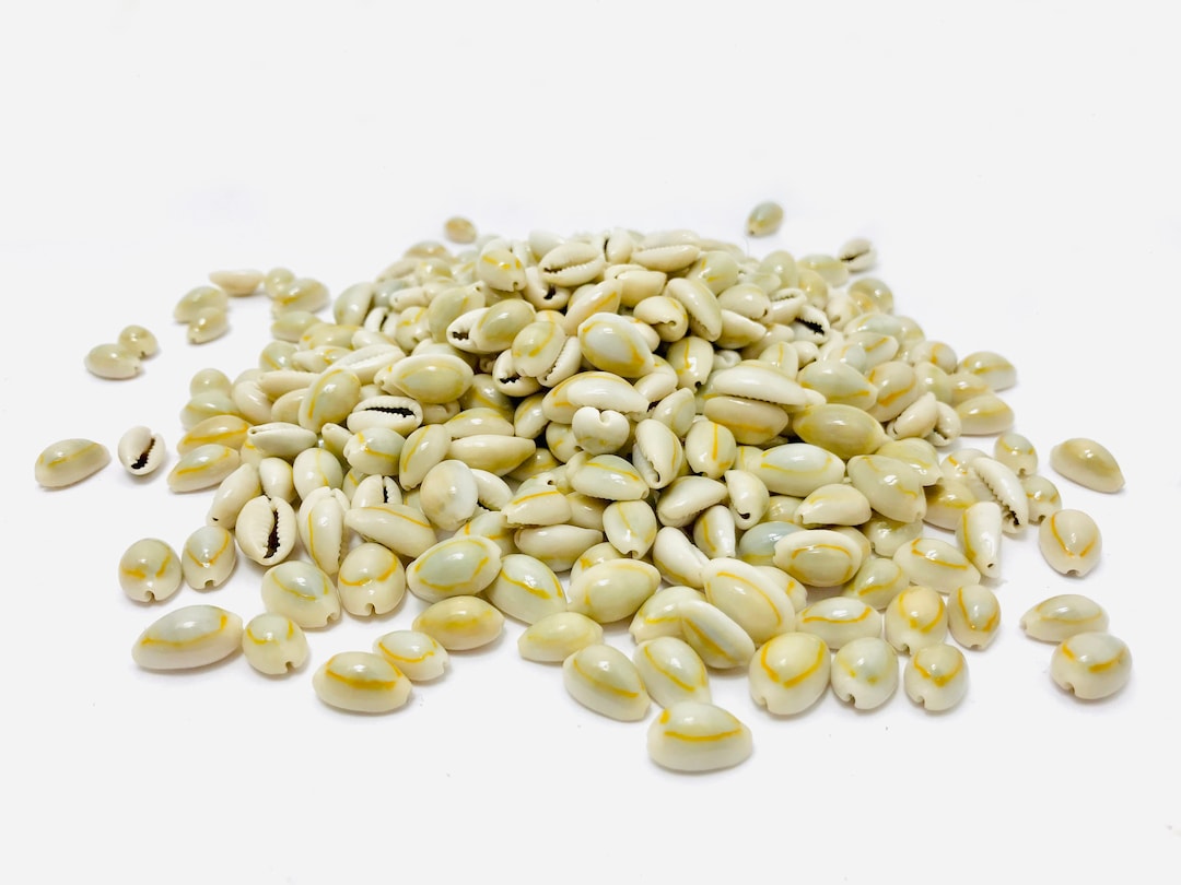 Small Shell, Cypraea Annulus, Cowrie Shell, Mini Porcelain, Small ...