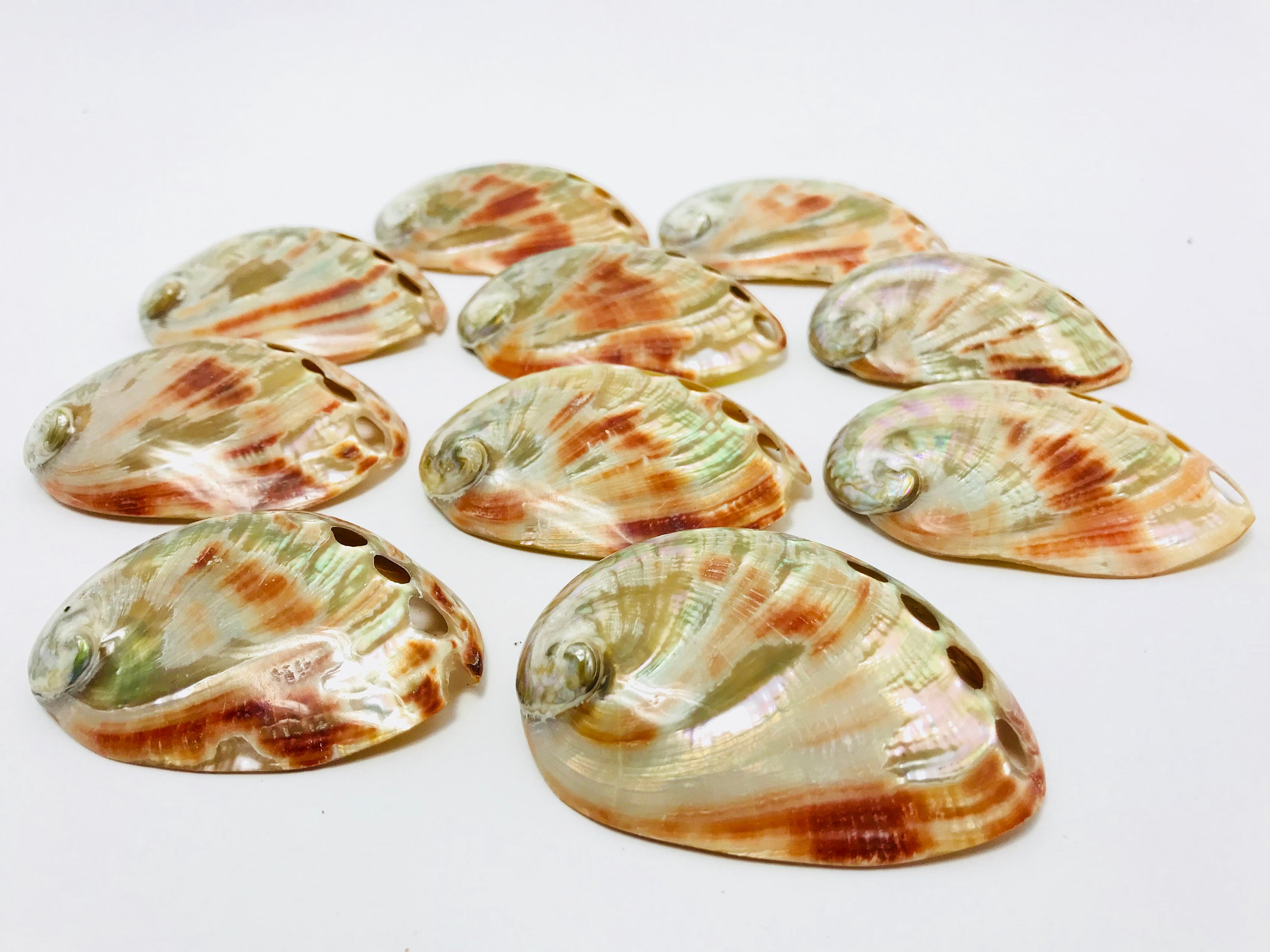 Haliotis rufescens Abalone rote Haliotis perlmuttschale - Etsy.de