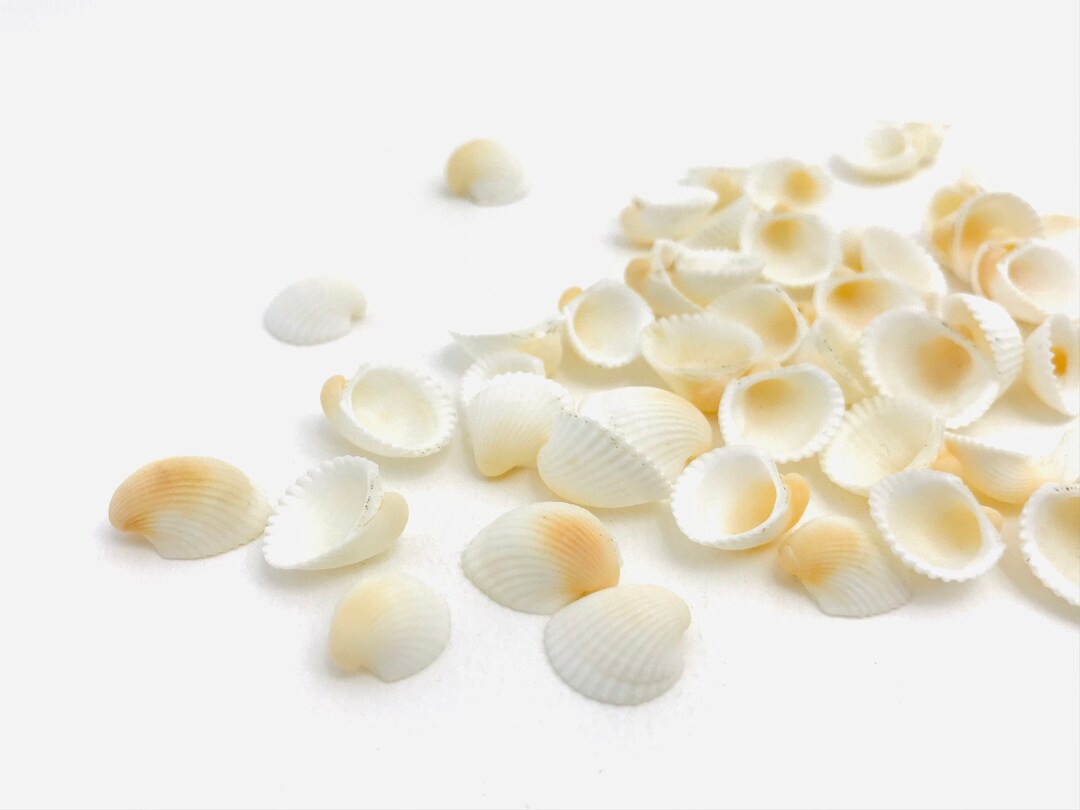 Small White Shells, Bivalve, Mini Shell, Creative Supplies, Shell ...