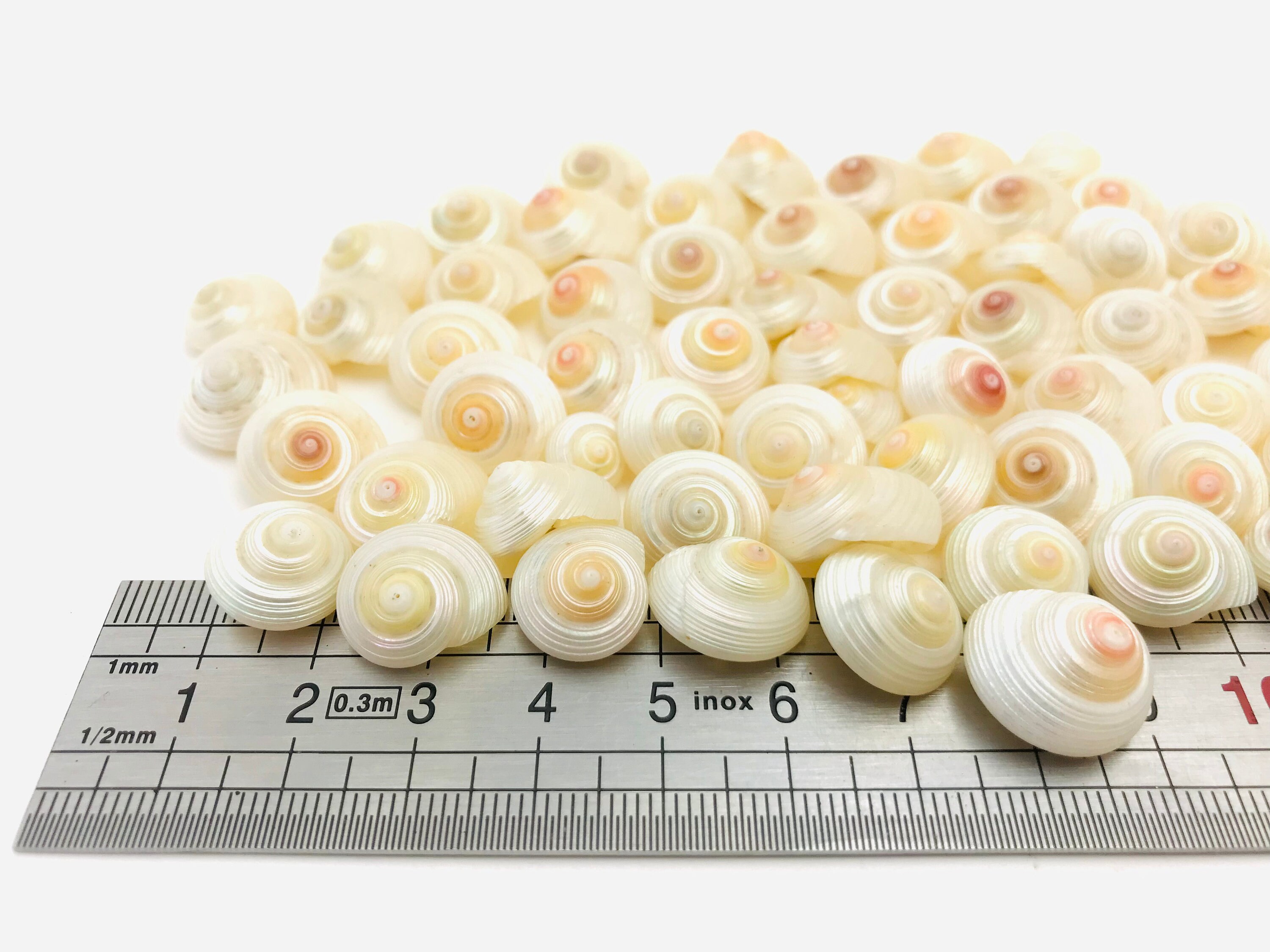 Small Pearly Shell Monilea White Shell Mini Shell Shell - Etsy