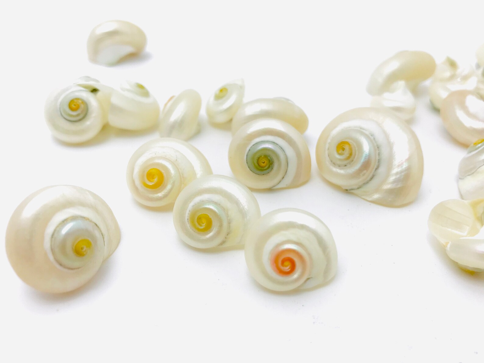 Pearly Shell Turbo Cinerius Small Shell Curiosity Cabinet - Etsy