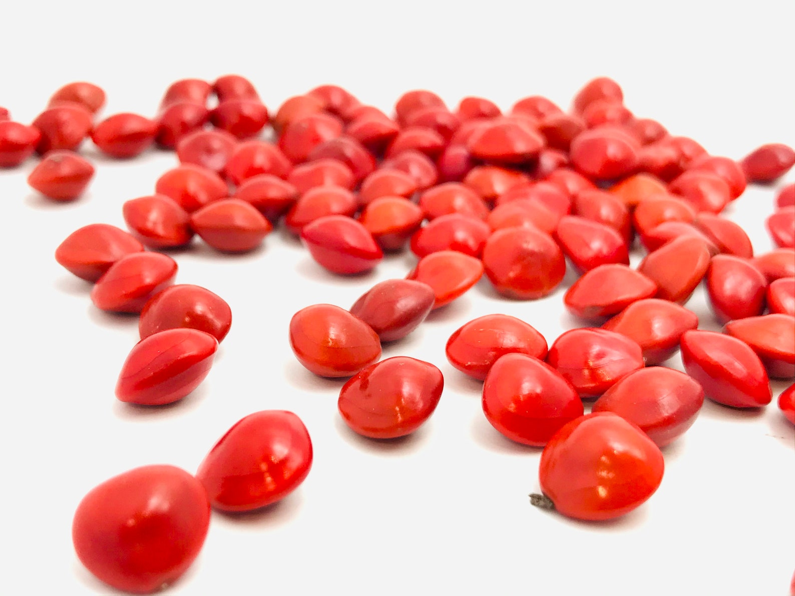 Graine l'église graine pour bijoux cabinet de curiosité | Etsy