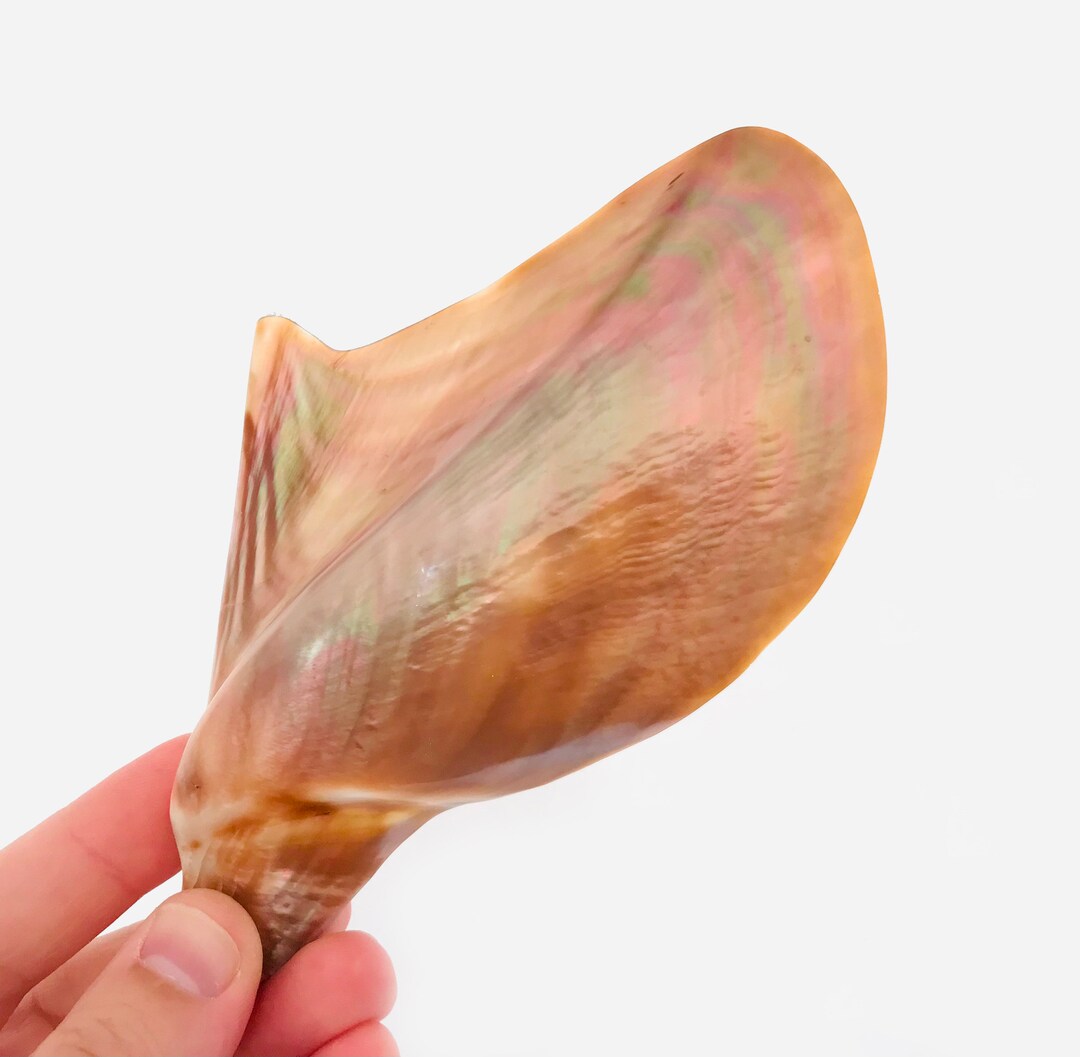 Pearly Shell, Pteria, Bivalve, Curiosity Cabinet, Mother-of-pearl ...