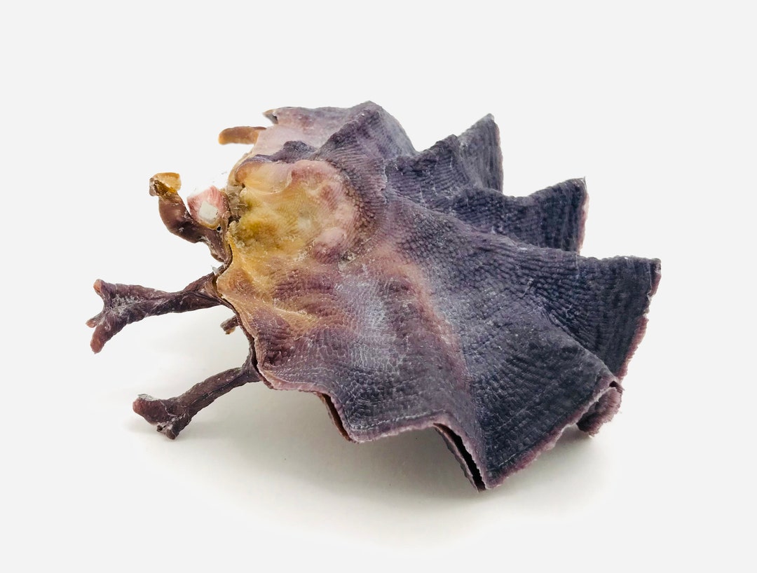 Lopha, Zig Zag Oyster, Cabinet of Curiosities, Cockscomb Shell ...
