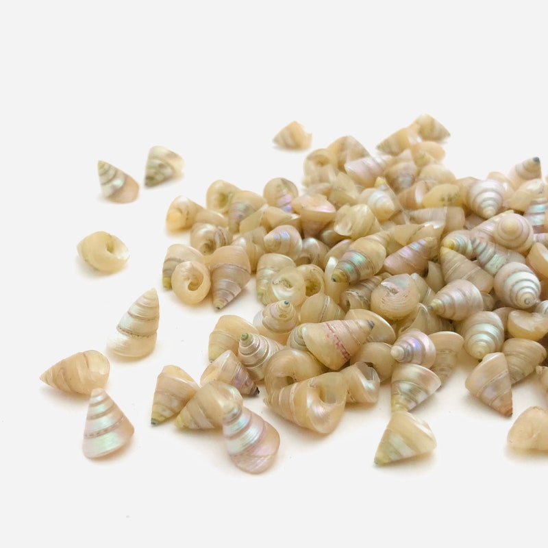 Tiny White Shells - Etsy