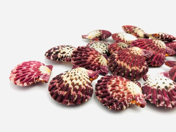 Pecten Pallium Shell Purple Shell Bivalve Cabinet of | Etsy