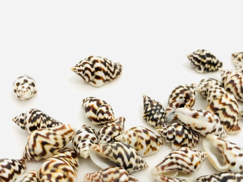 Small Shell, Nassa, 10 Gr, Mini Black and White Shell, Striped Shell ...