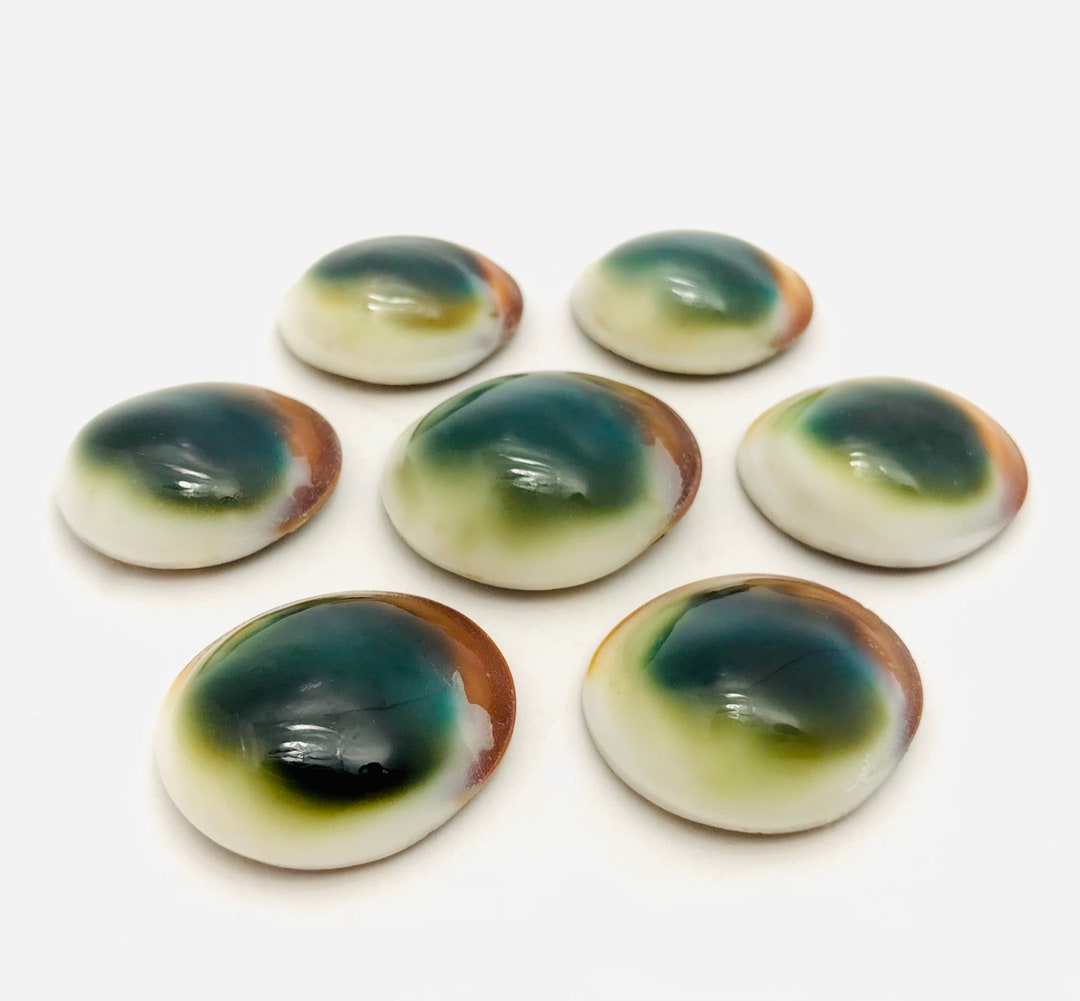 Green Shiva Eye, Cabinet of Curiosities, Shell Operculum, Shell Jewelry ...