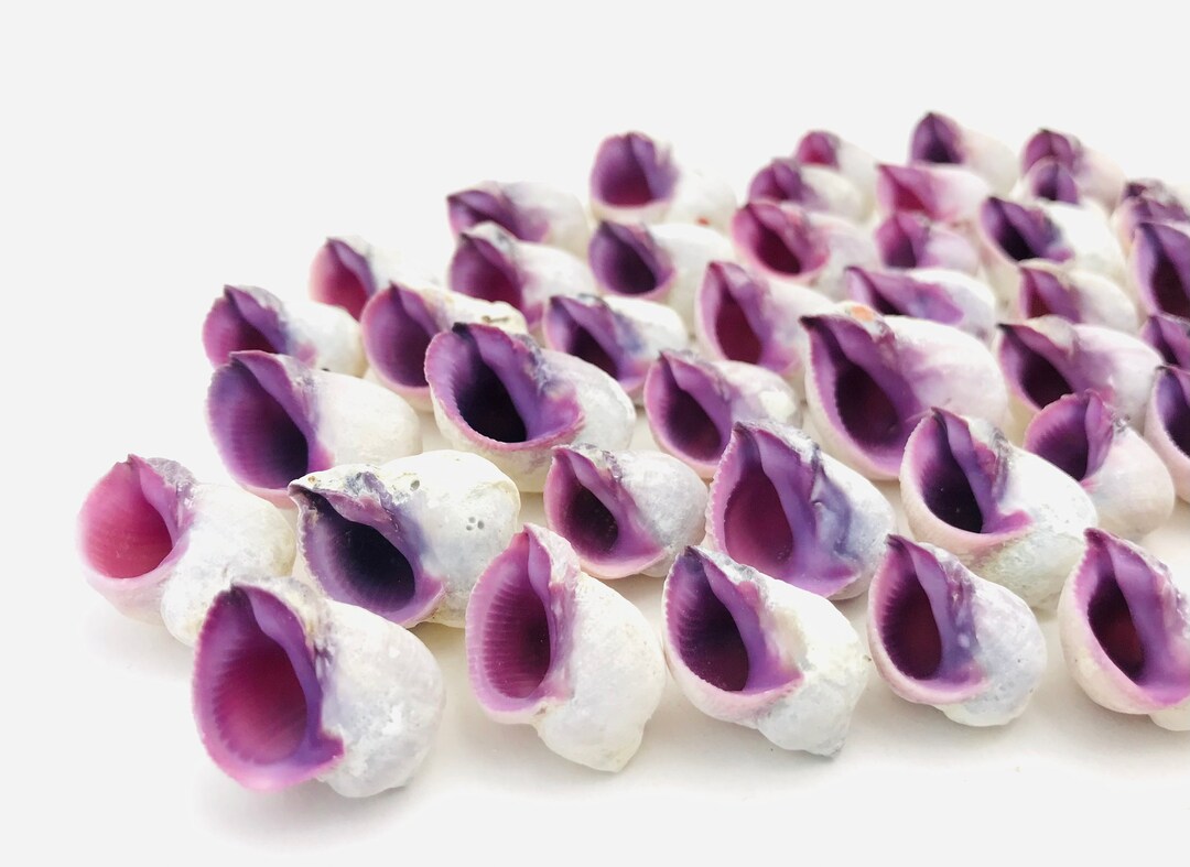 Small Purple Shell, Coralliophila Violacea, Cabinet of Curiosities ...