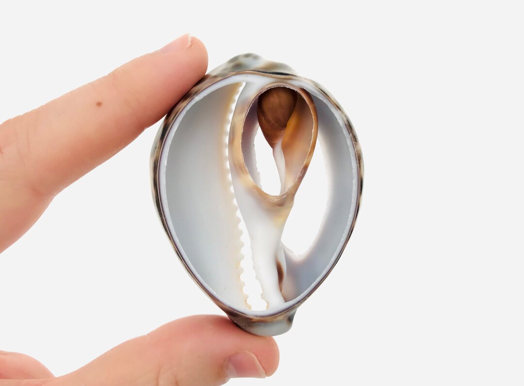 Shell Slice, Cypraea Tigris, Porcelain, Cauri, Cut Shell, Shell Heart ...