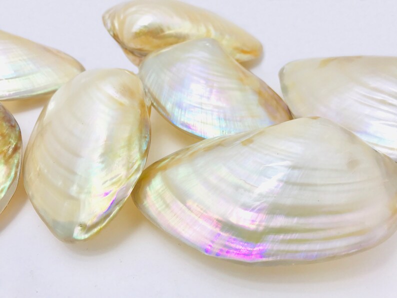 Coquillage nacré clam chinois moule blanche cabinet de | Etsy