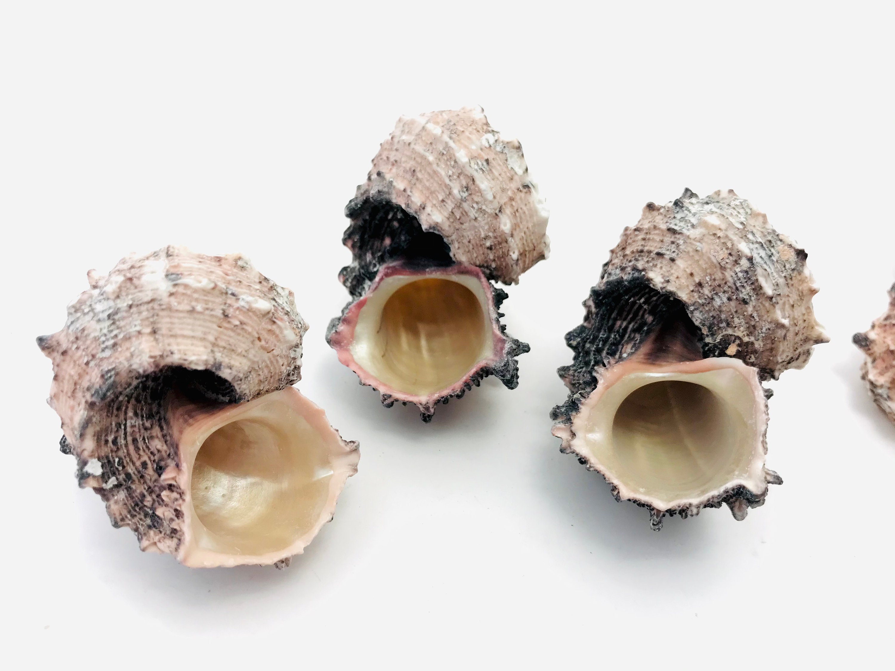 Angaria Shell Cabinet of Curiosity Hermit Crab Shell Pink - Etsy