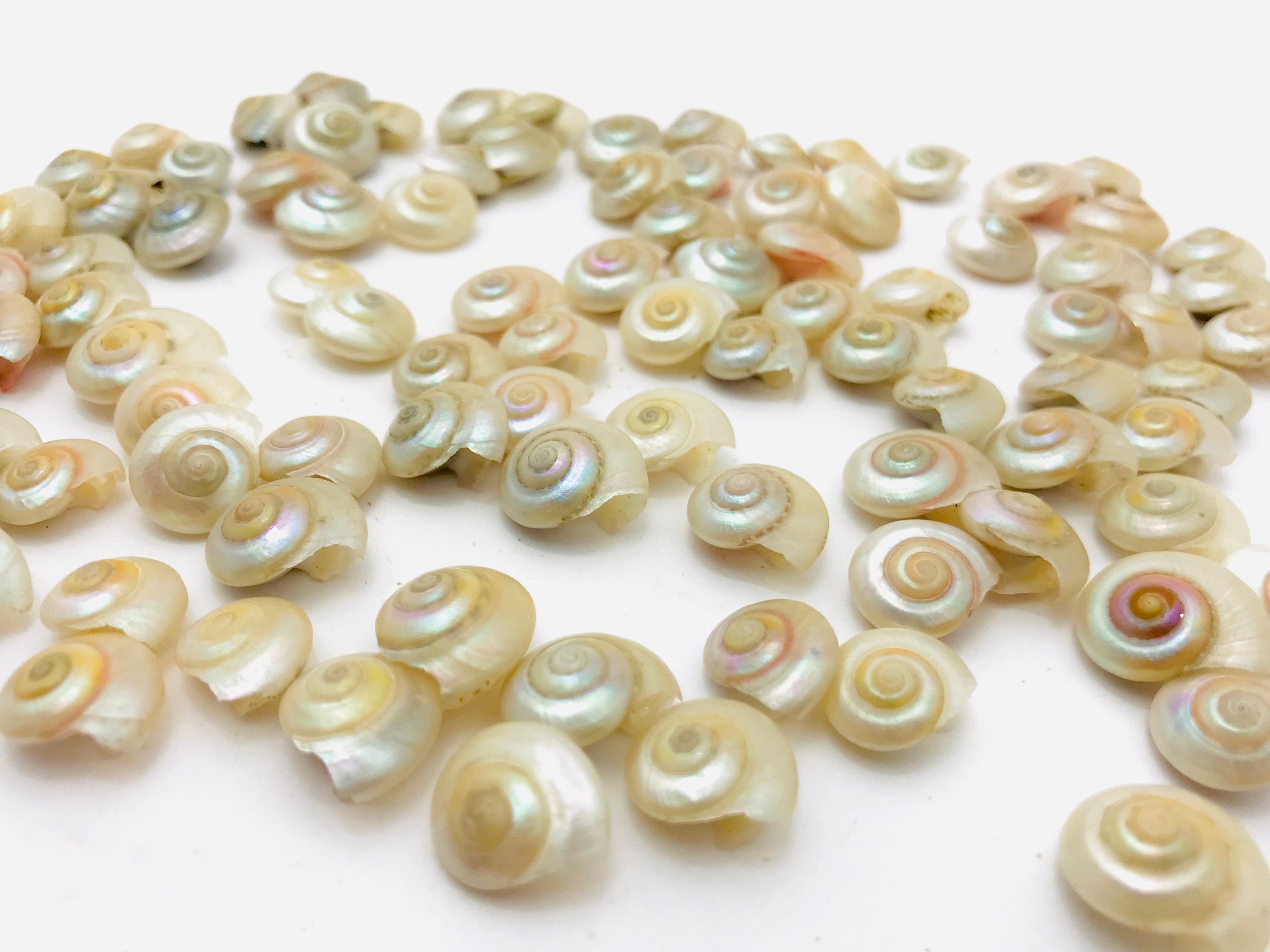 Small shell pearly umbonium small pearly shell curiosity | Etsy