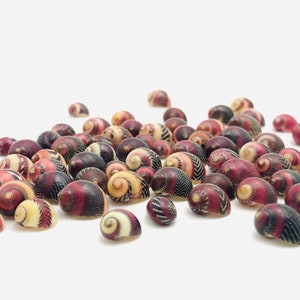 Vittina Waigiensis, Small Red Shell, Collection Shell, Curiosity ...