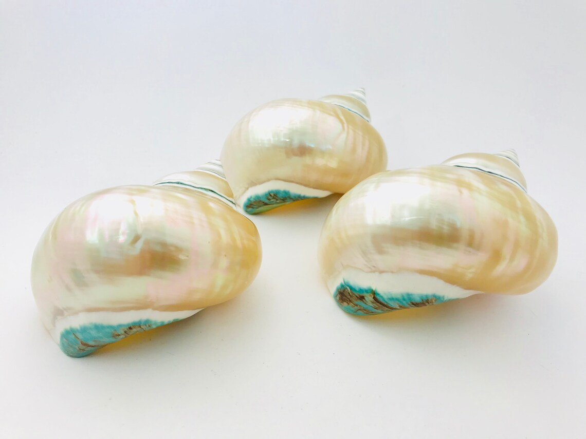 Turbo XXL coquillage coquillage nacré turbo jade burgo - Etsy France