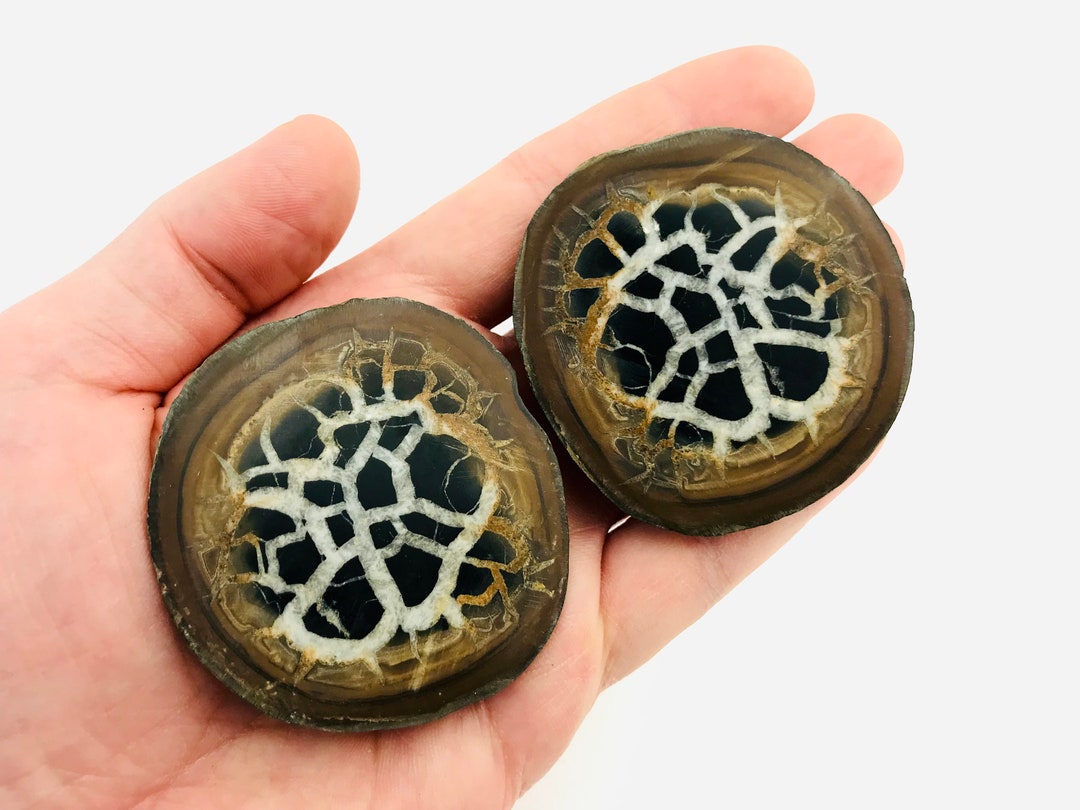 Septaria, Dragon Stone, Nodule Septaria, Pair of Septaria, Minerals ...