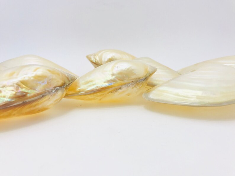 Coquillage nacré clam chinois moule blanche cabinet de | Etsy