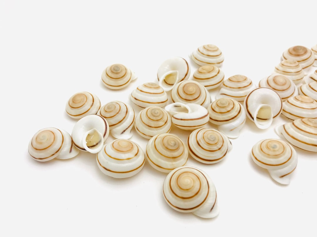 Obba Bigonia, Small White Shell, Land Shell, Snail, Cabinet of ...