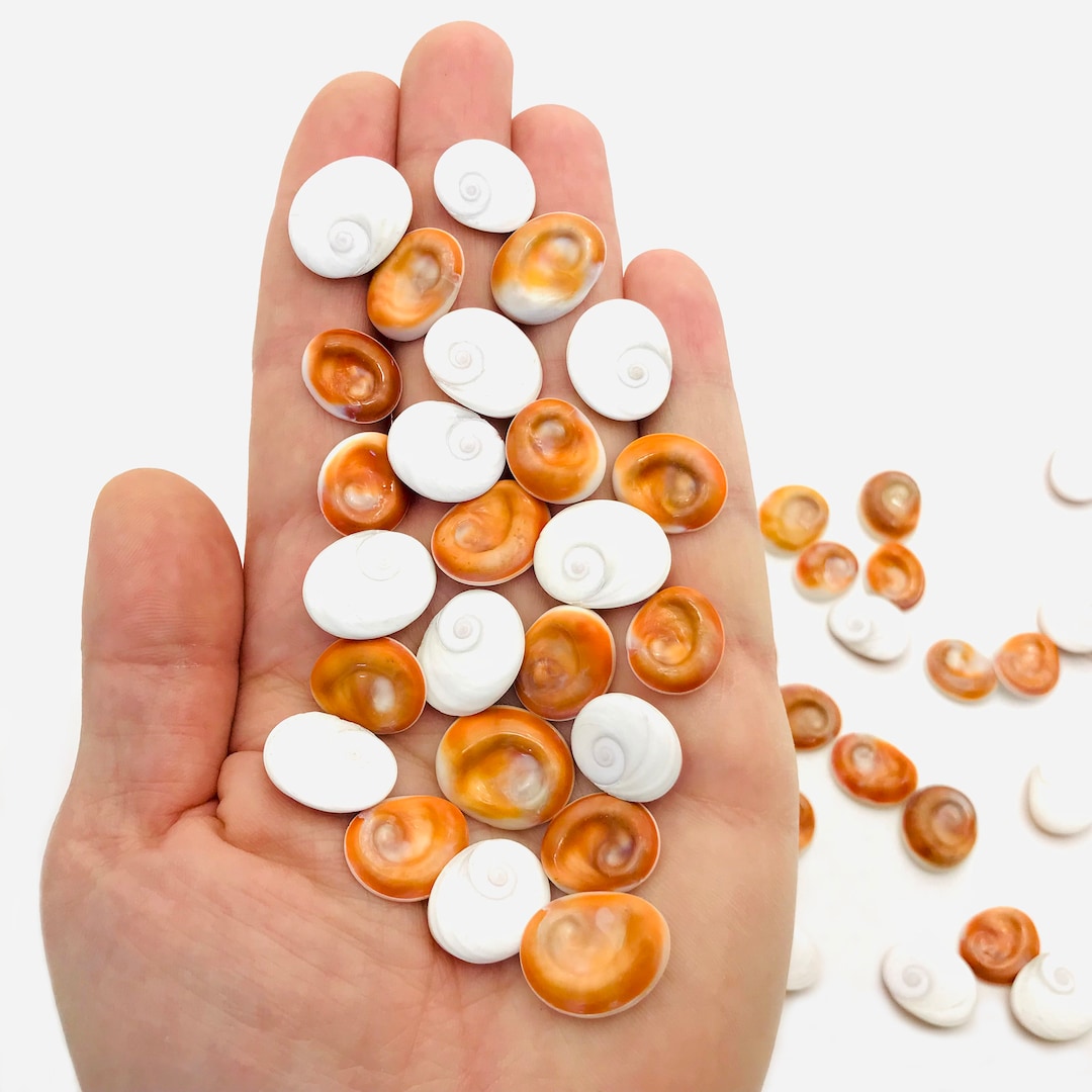 Eye of Saint Lucia, Eyes of Saint Lucia, Shell, Shell Jewelry, Orange ...